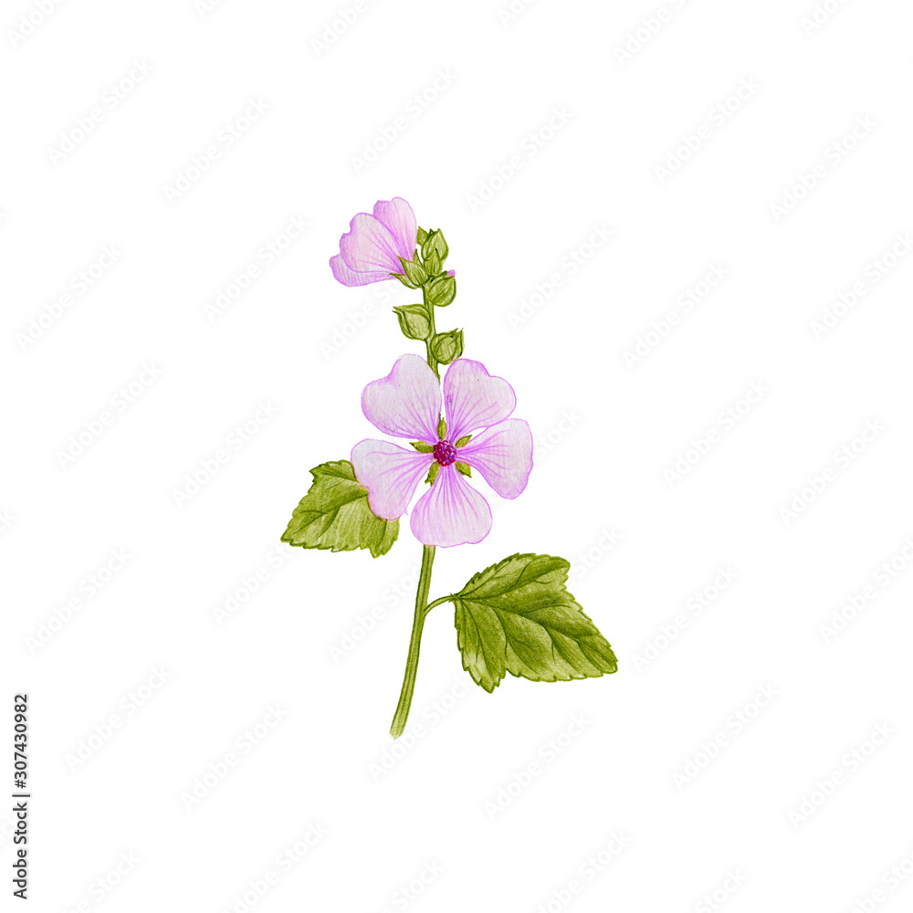 ภาพประกอบสต็อก Marsh-mallow, drawing by colored pencils ภาพ | Adobe Stock