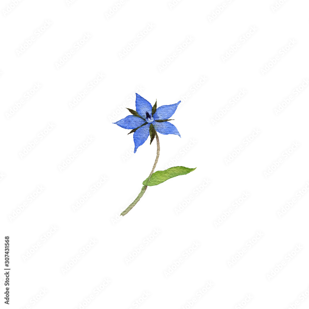 Borage Flower Drawing