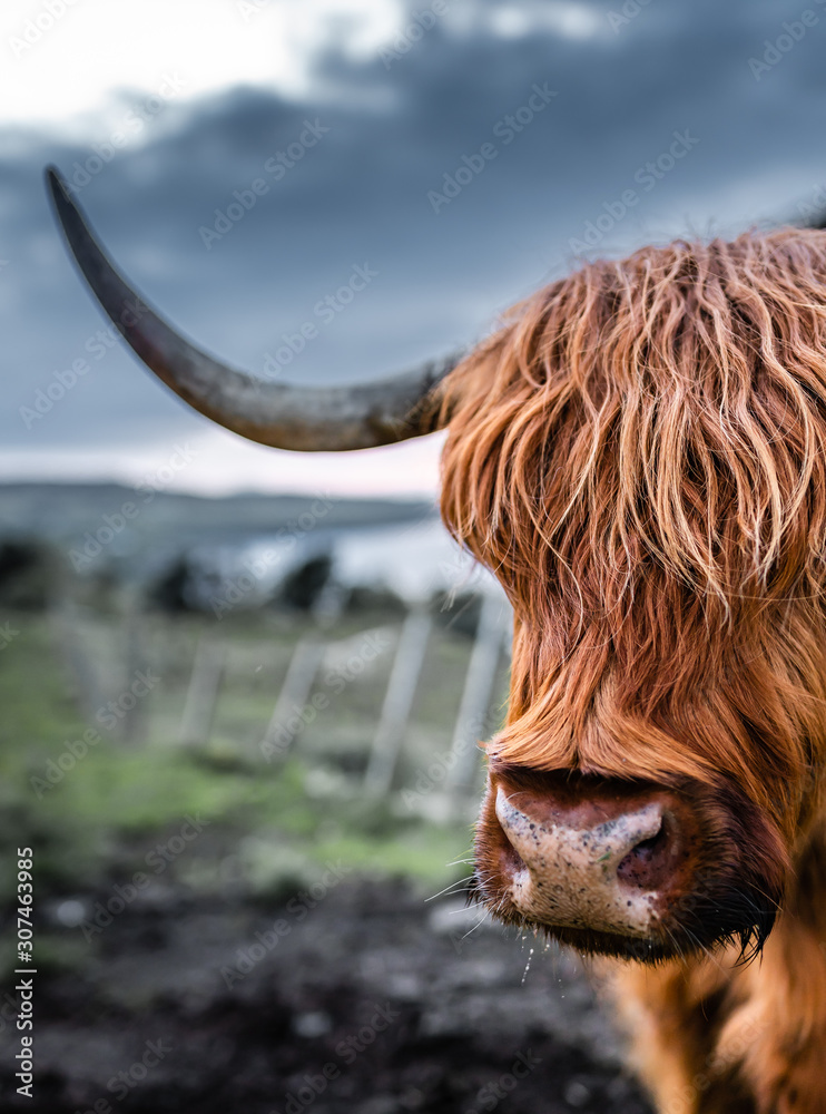 Highland Cow in Scotland also known as Scottish cattle. They have long ...