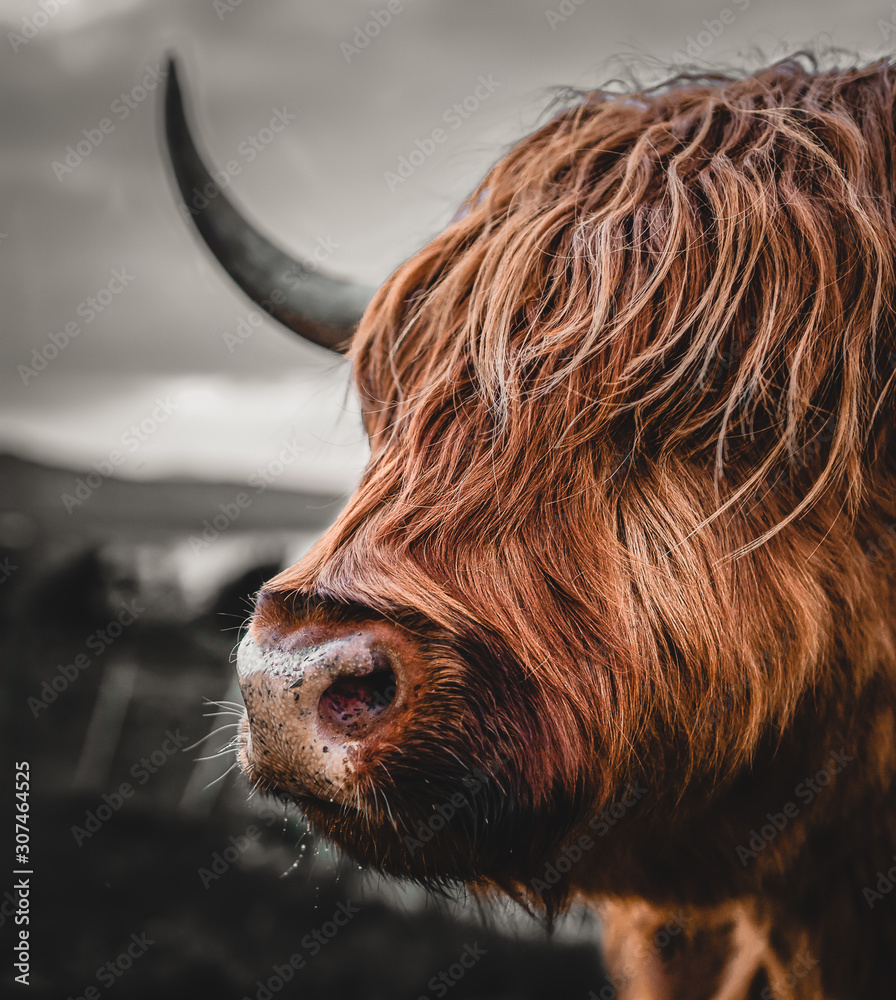 Highland Cow in Scotland also known as Scottish cattle. They have long ...