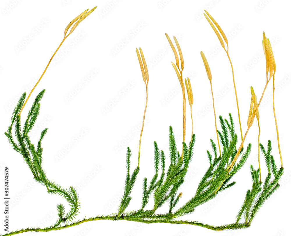 Lycopodium Clavatum