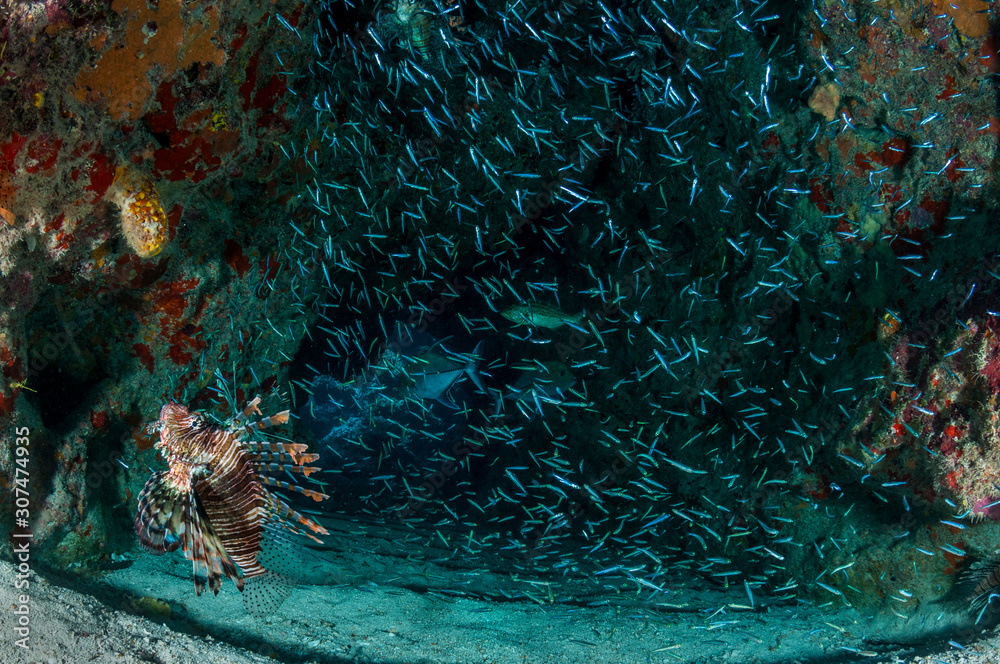 Invasive Lionfish Hunting Stock Photo | Adobe Stock