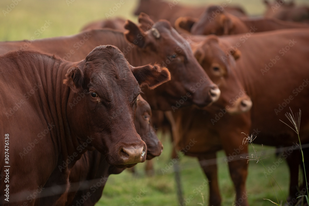 Bonsmara Cattle in South Africa, Free State Stock Photo | Adobe Stock