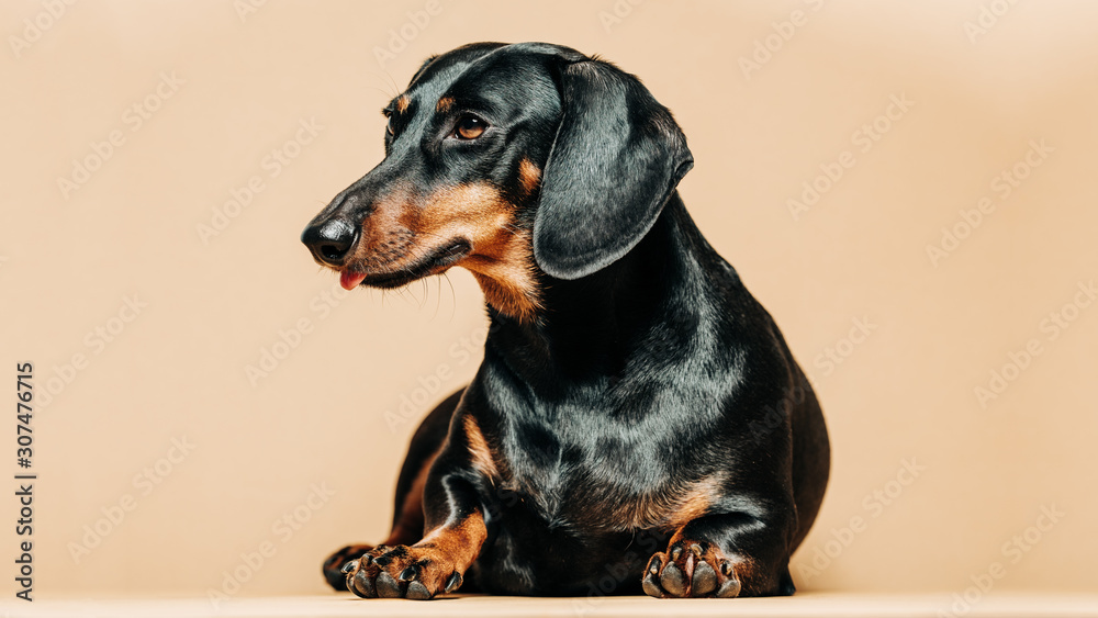 Dachshund Studio Portrait Stock Photo | Adobe Stock