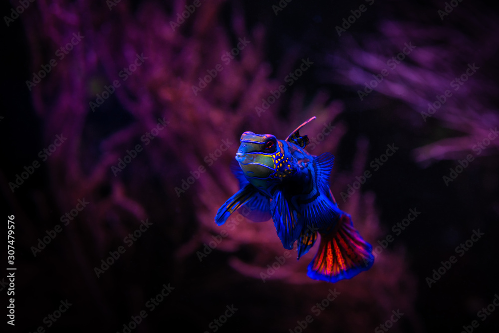 Poster Pretty mandarin fish in coral reef aquarium – Wall Art | UkPosters