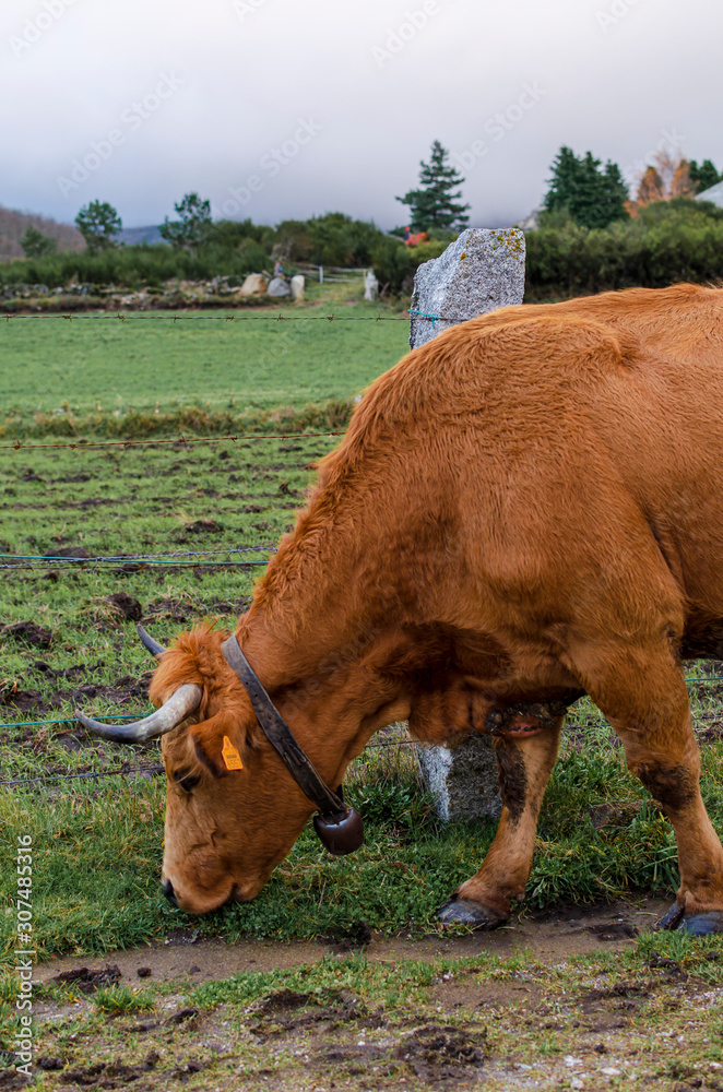 Native breed cow from northern Portugal in Peneda Geres National Park ...