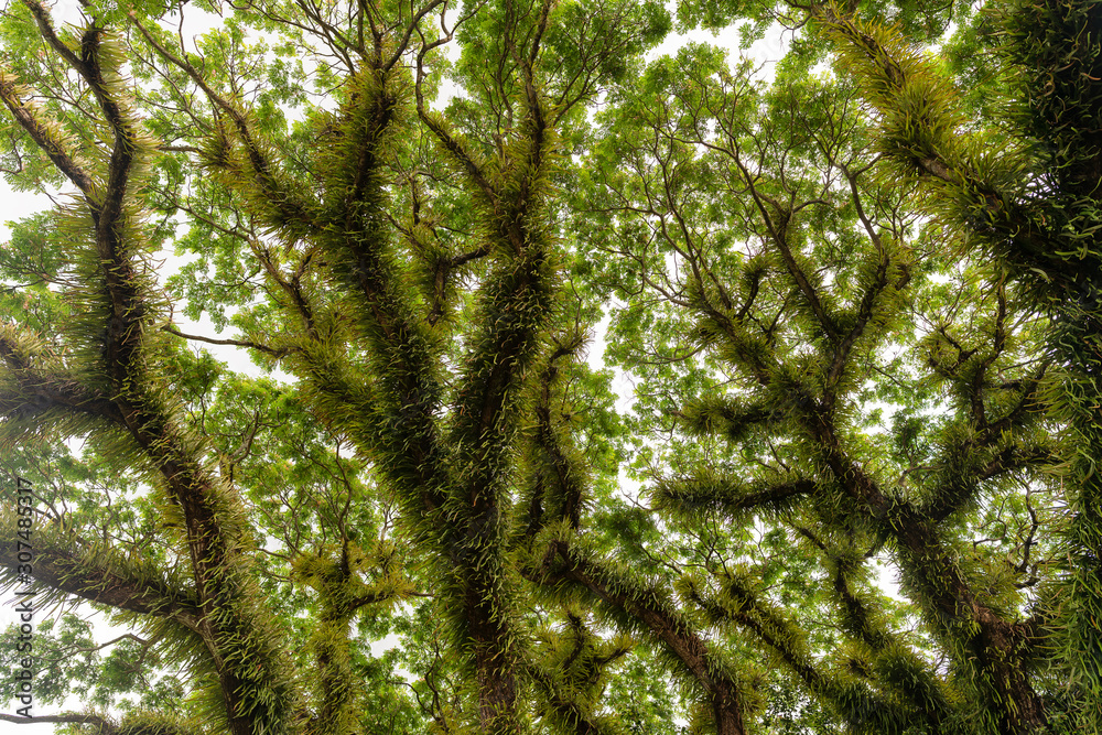 The trees of the tropical Daintree National Park Stock Photo | Adobe Stock