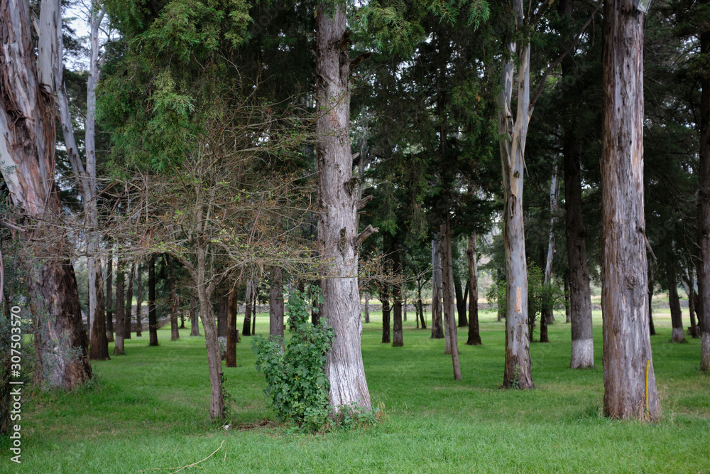 Área verde adyacente a zona arqueológica de Tzintzunzan foto de Stock ...