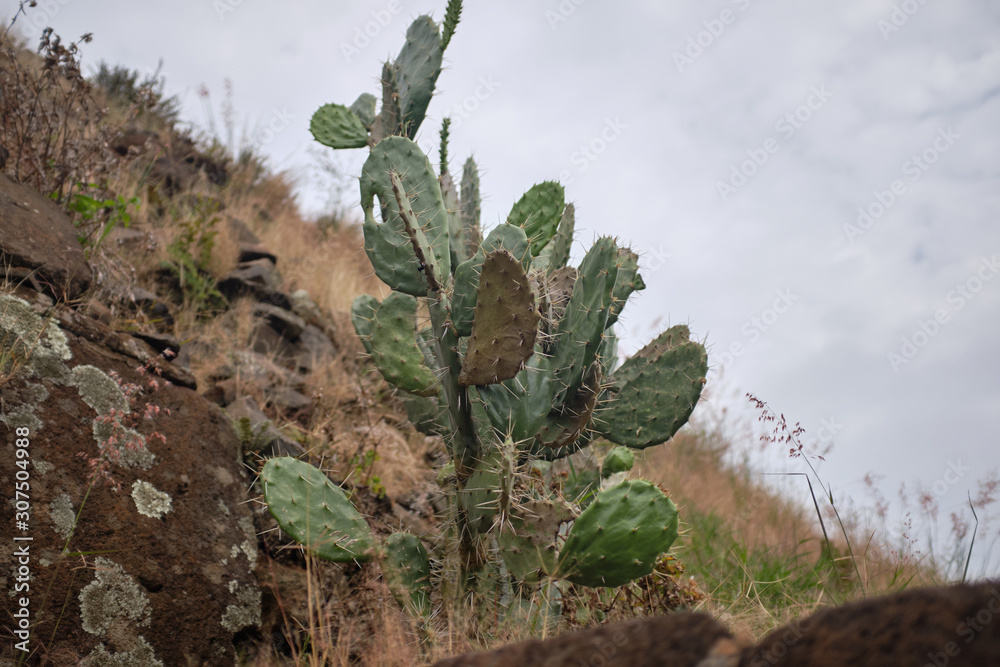 Nopal en costado de pirámide zona arqueológica de Tzintzunzan foto de ...
