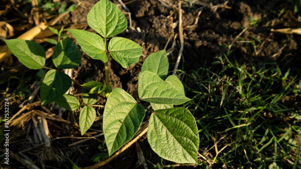 Green bean leaves or commonly called Vigna radiata, one of the plants ...