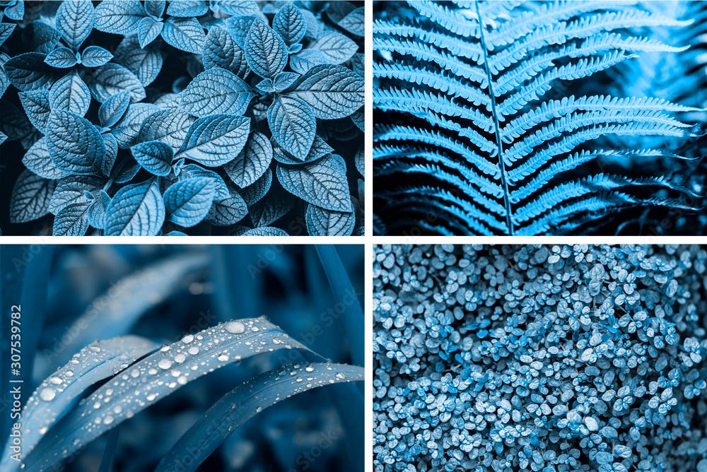 Trendy 2020 year blue color palette and collage of 4 botanical pictures ...