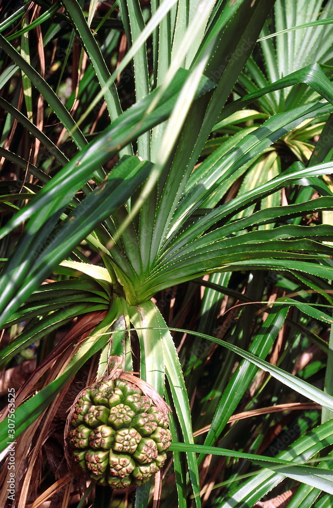 Foto de Fruit. Pandanus sp. The Screw pine. Family: Pandanaceae. A ...