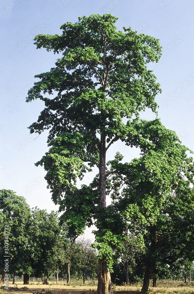 Form. Haldinia Cordifolia. Family: Rubiaceae. A large deciduous tree ...
