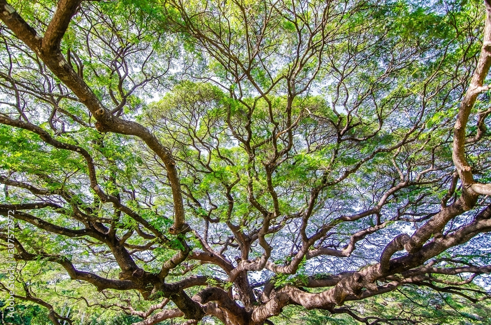 Foto Stock Scenery of giant rain tree (Chamchuri tree) or monkey pod ...