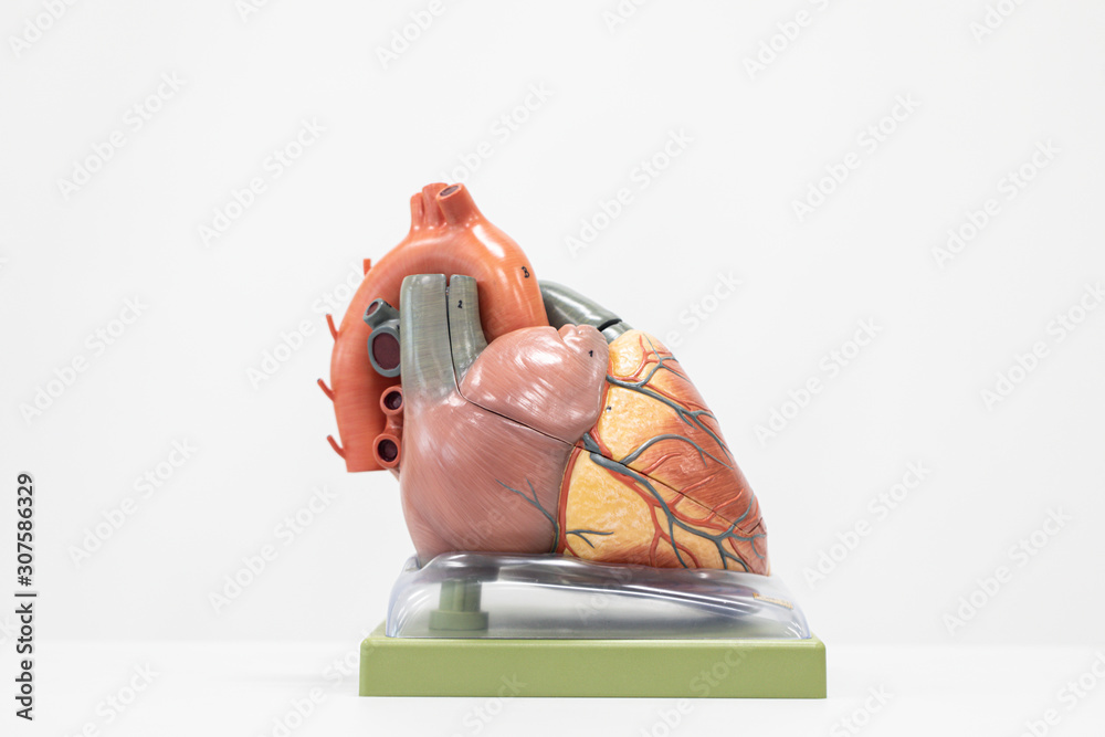 Study of the physiology of the Model and the parts of the human Model ...