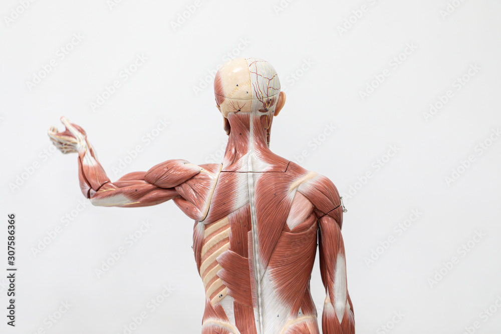 Study of the physiology of the Model and the parts of the human Model ...