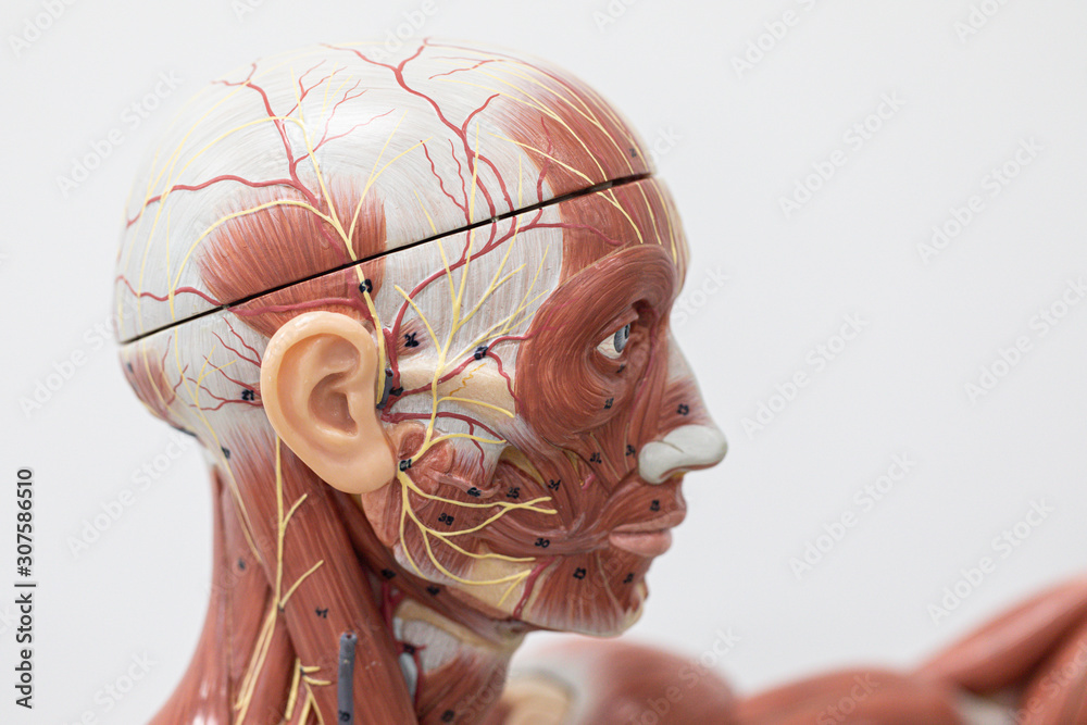 Study of the physiology of the Model and the parts of the human Model ...