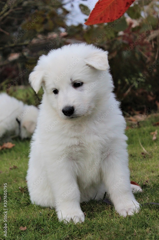 White German Shepherd Newborn Puppies
