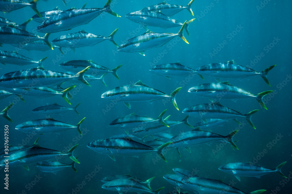 Fotografia do Stock: Kingfish (yellowtail amberjack) school | Adobe Stock