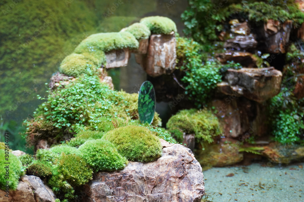 Tropical rain forest terrarium or paludarium with moss for rainforest ...