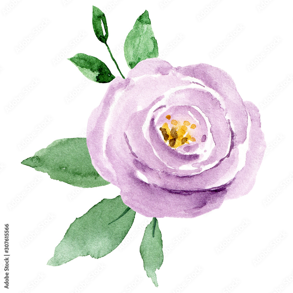 Violet flower watercolor, floral clip art. Bouquet perfectly for ...