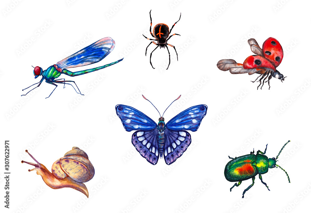 Set of various realistic field, marsh and forest insects. Spider ...