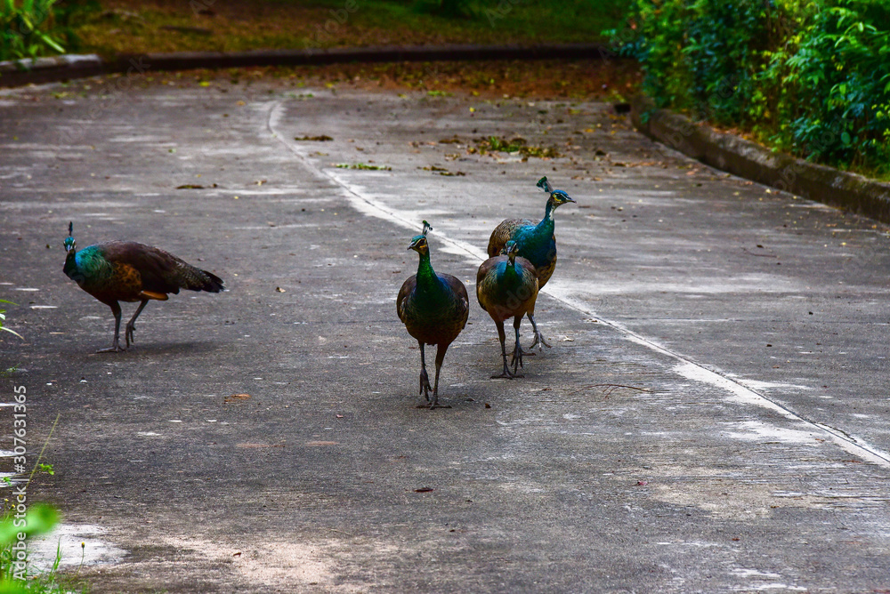 Chai nat Thailand December 26 2019 see birds at Chai NAT Bird Park is a ...
