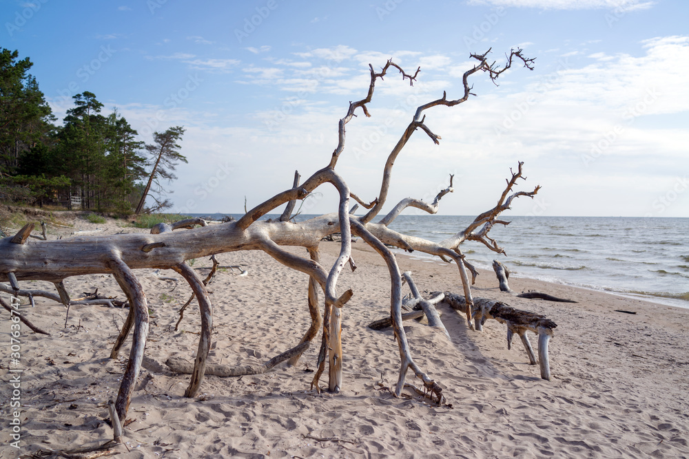 dead trees on the beach, Courland Peninsula, Baltic sea, Latvia Stock ...