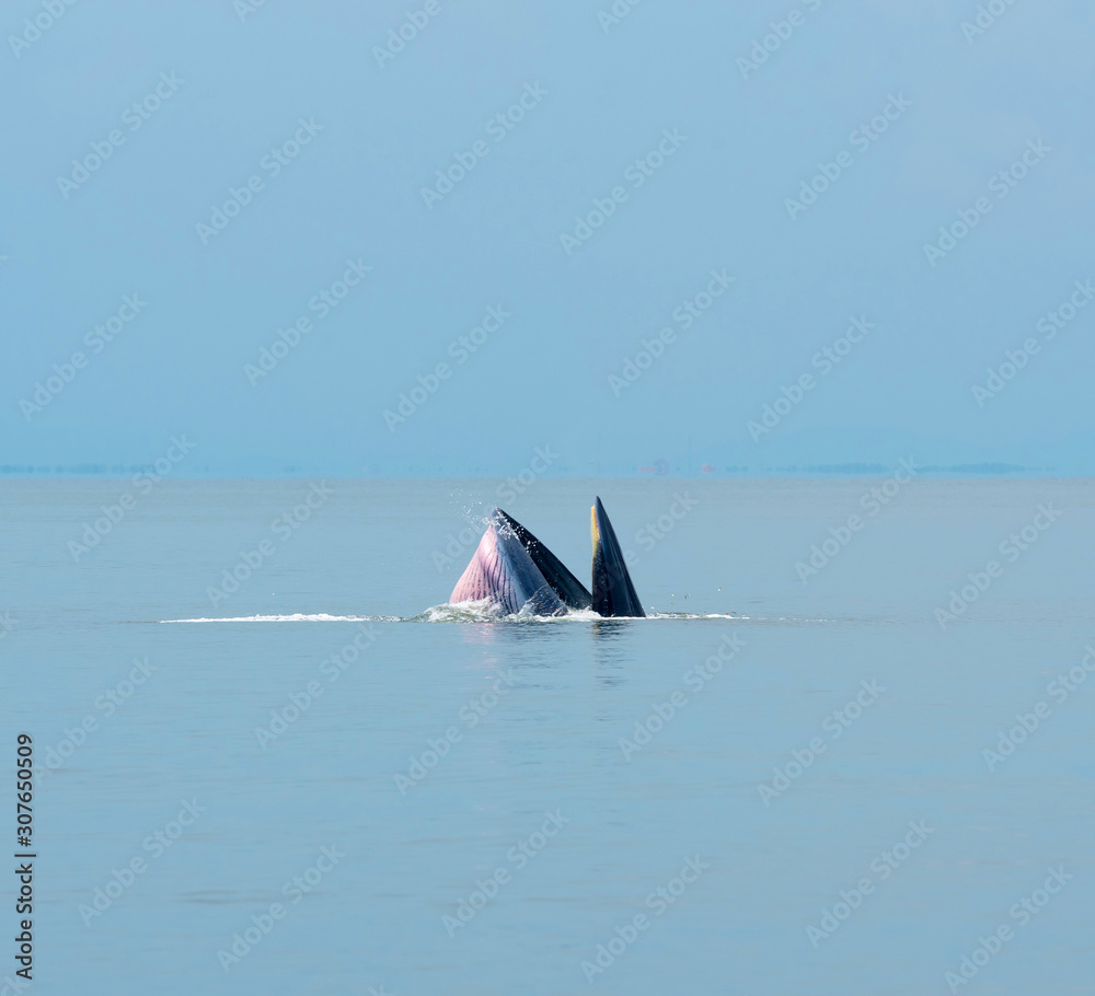 Bryde's whale opens mouth wide to eating small fish at Bangtaboon ...