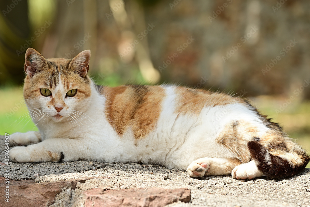 Chat Stock Photo | Adobe Stock