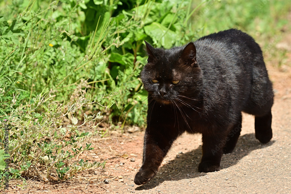 Chat Stock Photo | Adobe Stock