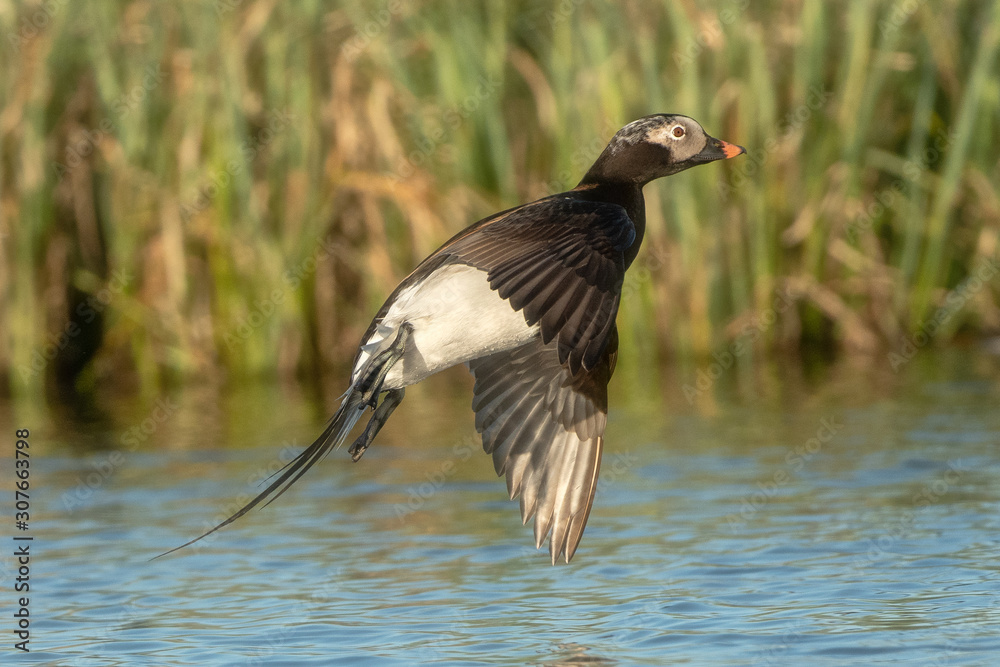 Flying duck Stock Photo | Adobe Stock