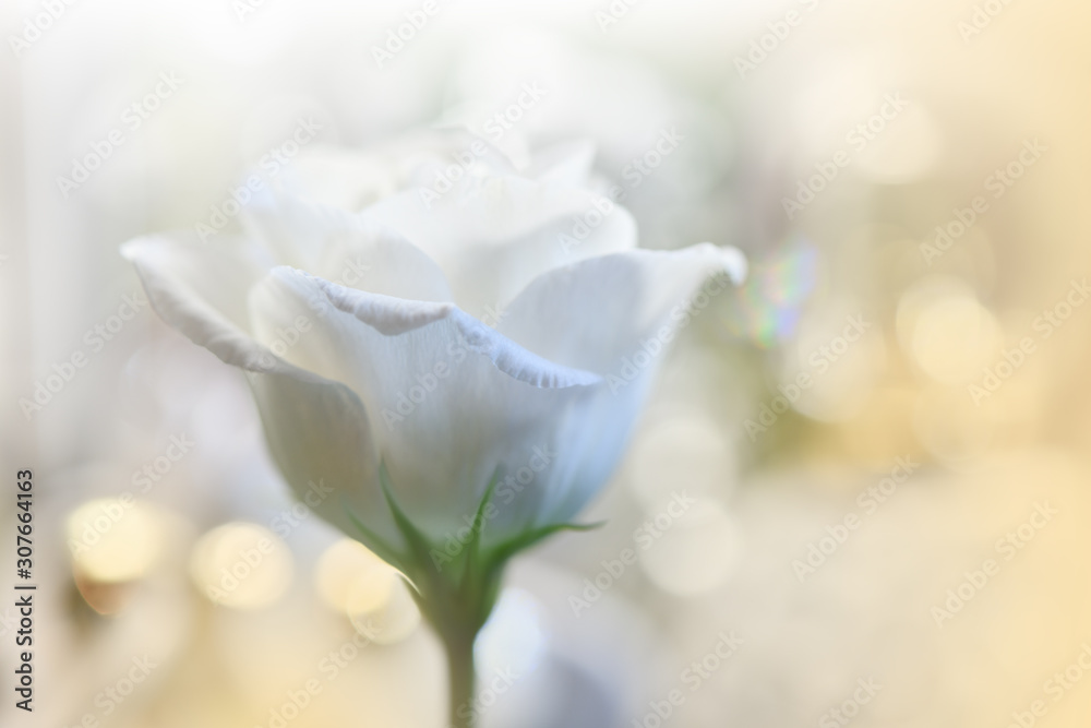 Abstract White Rose Wallpaper
