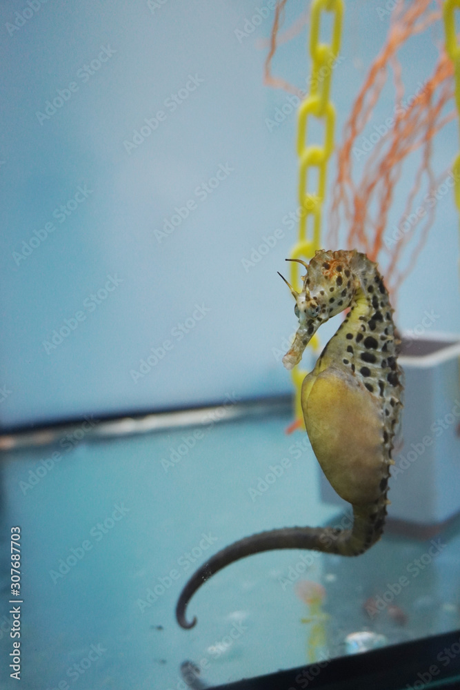 Stockfoto Sea horse in aquarium. These seahorses live in the warm seas ...