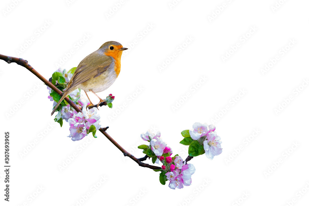 Spring nature and Robin. White background. Isolated bird and branch ...