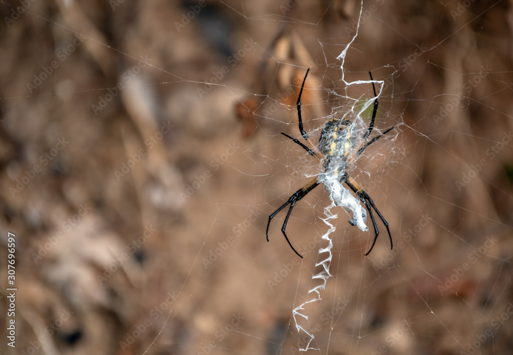 The under side of a black and yellow garden spider as it hangs in its ...