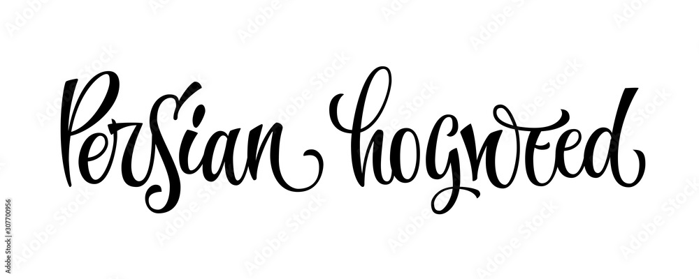 Hand drawn spice label - Persian hogweed. Vector lettering design ...