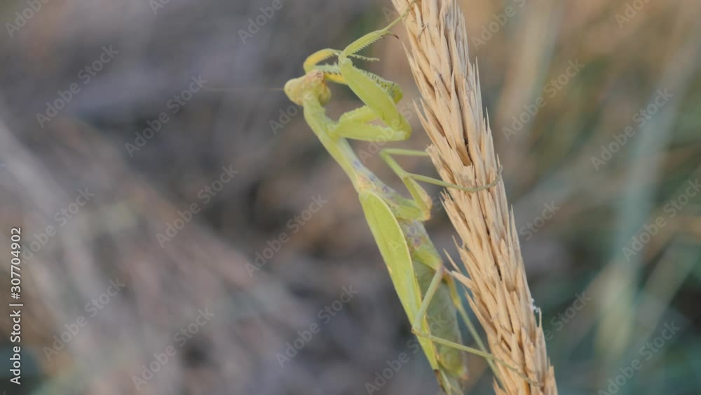 Insects in their natural habitat. A praying mantis sits on a Mature ...