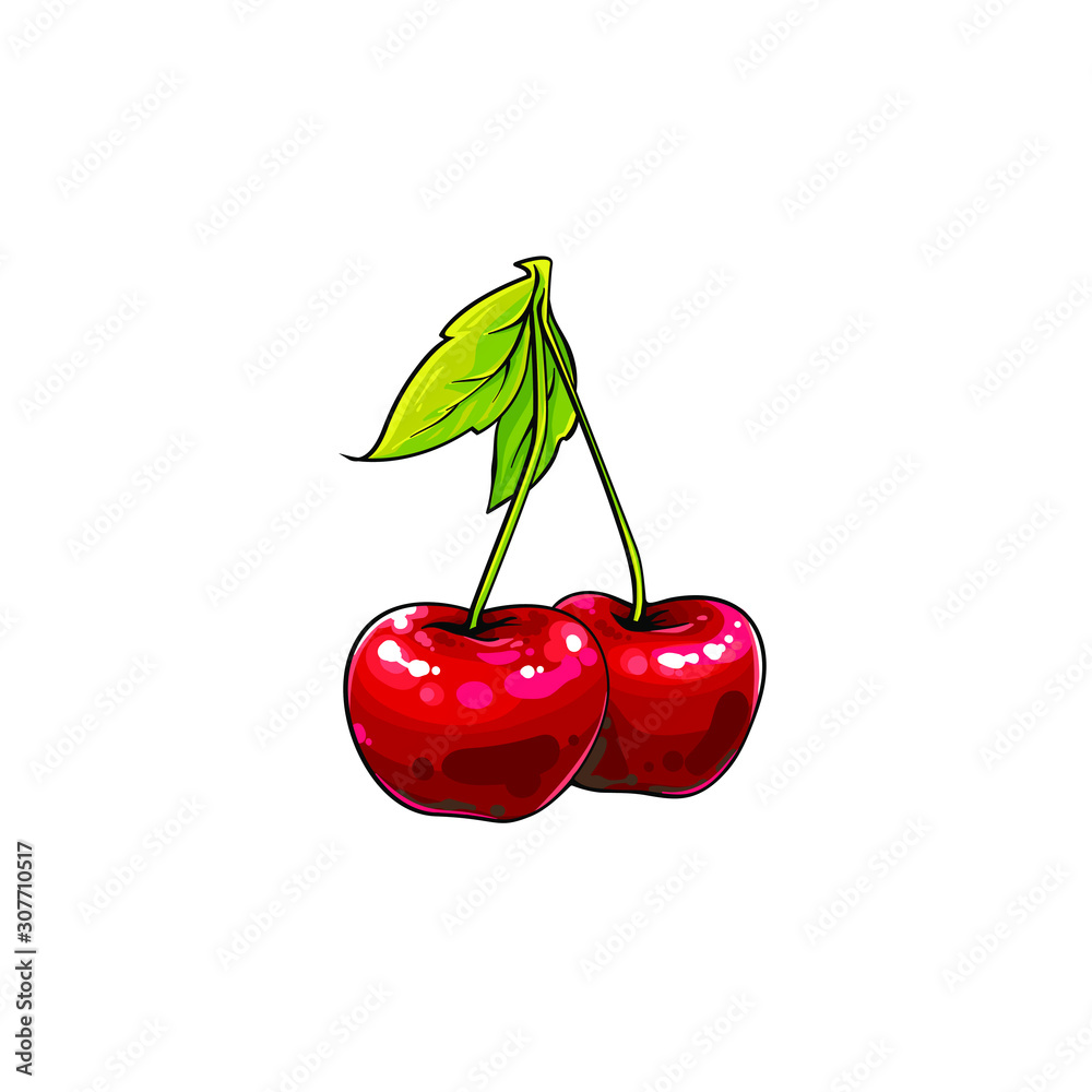 Realistic hand drawn sketch of ripe cherry, vector illustration ...