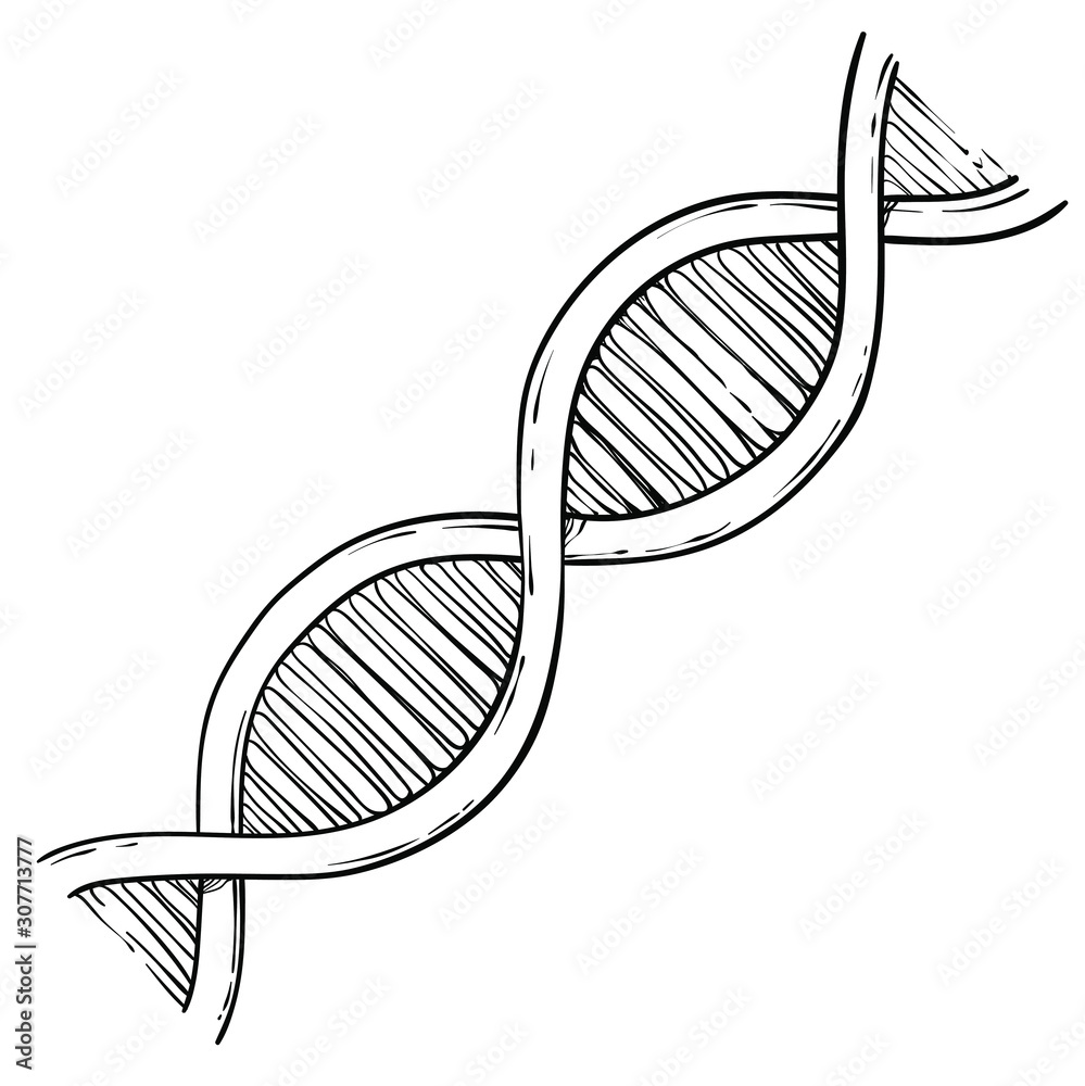 Line art of DNA, vector sketch hand drawn illustration Stock Vector ...