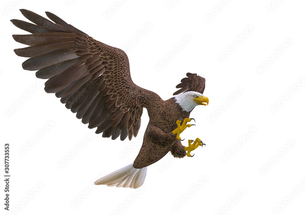 bald eagle attacking on white background Stock Illustration | Adobe Stock