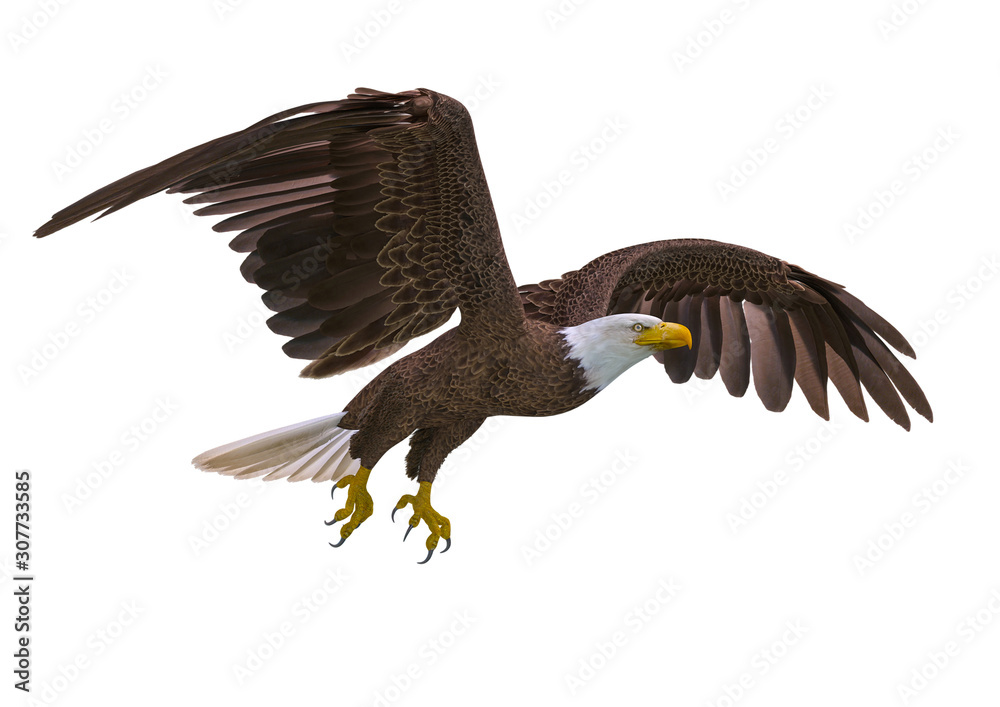 bald eagle flying on white background Stock Illustration | Adobe Stock