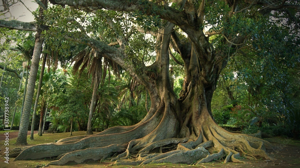 Árvore Centenária Stock Photo | Adobe Stock