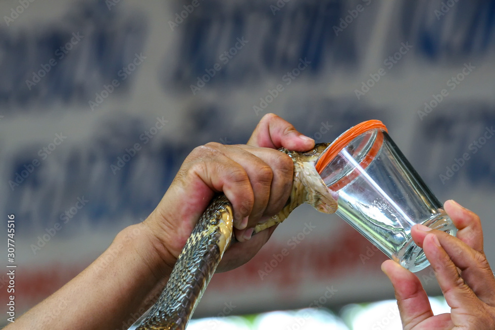 Milking cobra snake venom in the Thailand Stock Photo | Adobe Stock