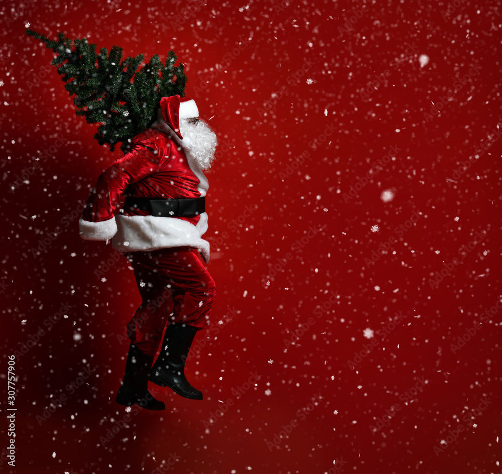 Big-bellied fat Santa Claus carrying a heavy Christmas tree on his ...