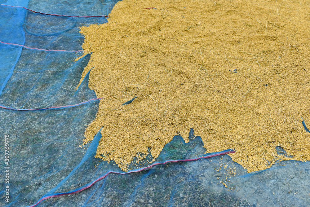 raw paddy dry rice seed grain dried - milling rice concept Stock Photo ...