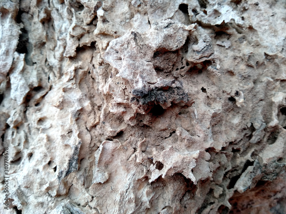Old wood texture. The problem of termites eating trees. Wooden texture ...