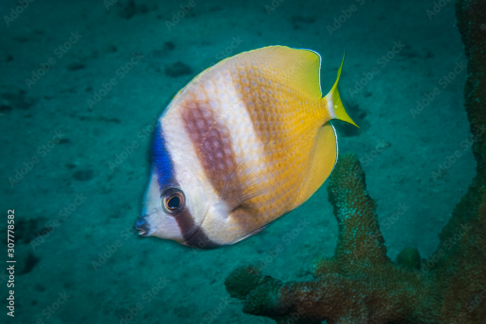 Sunburst butterflyfish (Chaetodon kleinii), is also known as the black ...