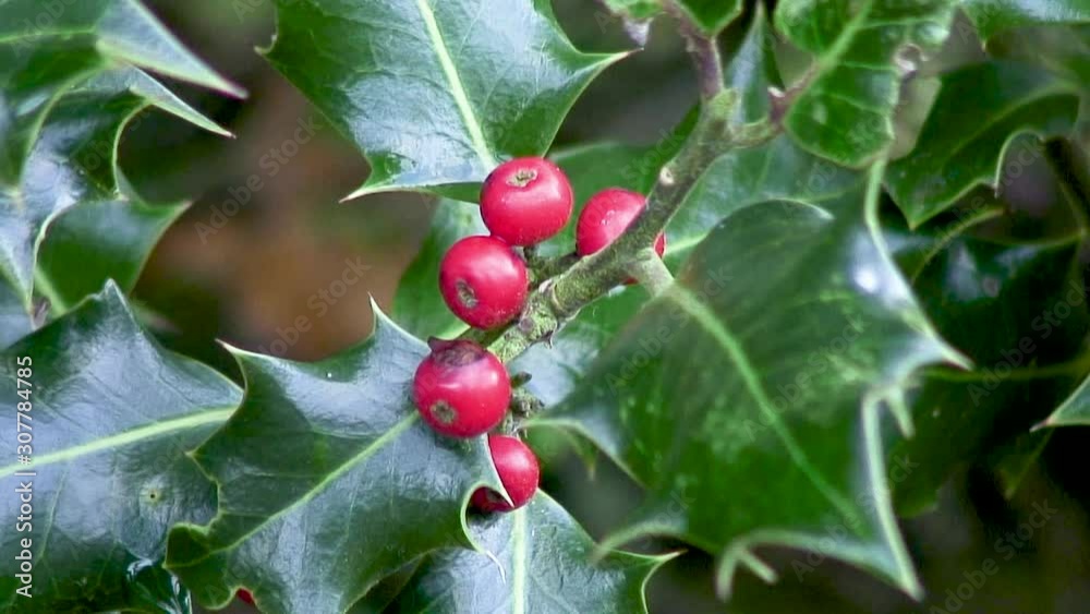 Berries coloured bright red hanging from a holly bush in Manton, Oakham ...