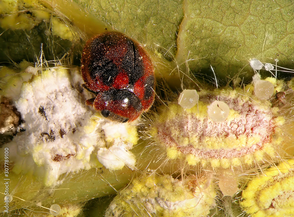 Ladybug (ladybird), Rodolia cardinalis (Coleoptera: Coccinellidae ...